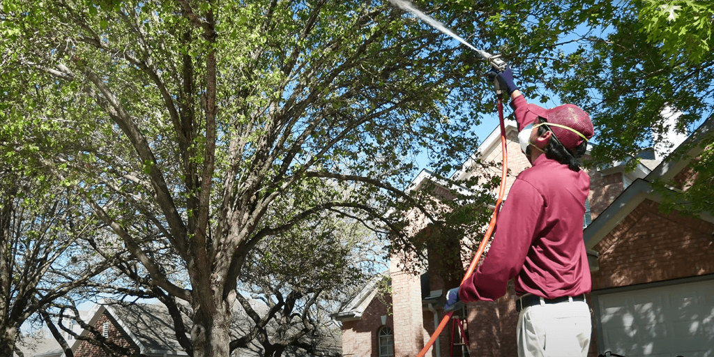 Tree Services & Tree Trimming | Austin, TX | ABC Home & Commercial Services