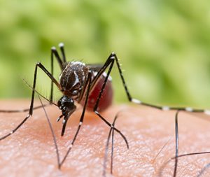 ABC Pest Control Of Houston | Houston, TX