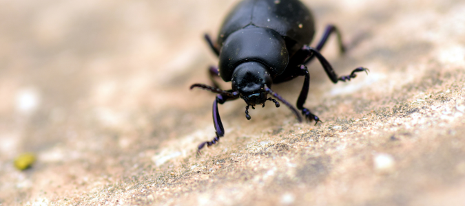 What You Need to Know About Black Carpet Beetles | ABC Blog