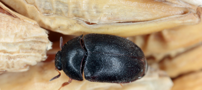 What You Need to Know About Black Carpet Beetles | ABC Blog