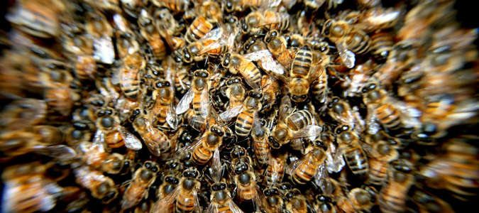 Why Do Bees Swarm? And What To Do | ABC Blog
