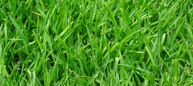 Dallisgrass Vs. Crabgrass: Which Weed Do I Have? | ABC Blog