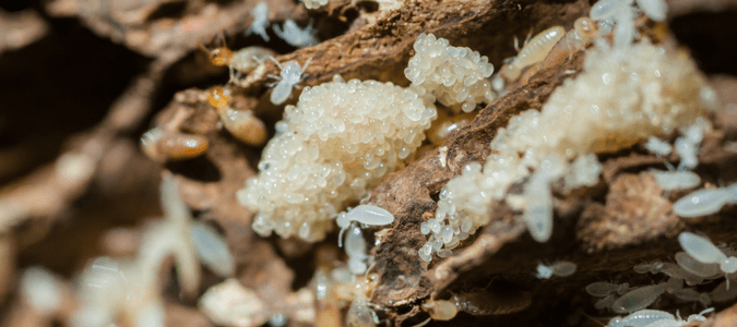 Termite Frass And Other Signs Of An Infestation | ABC Blog